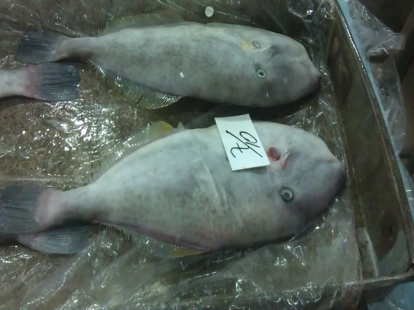 Leather Jacket | Fish